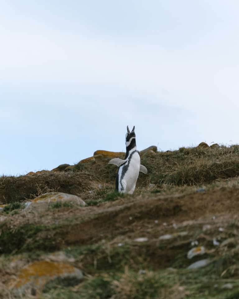Penguins in Punta Arenas: Our Experience at Magdalena Island