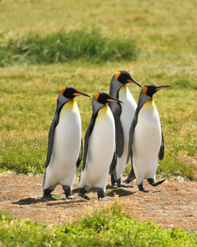 Penguins in Punta Arenas: Our Experience at Magdalena Island
